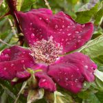 Basyes Purple Rose | GrönlooF - Rosen- & Hemerocallisverkauf