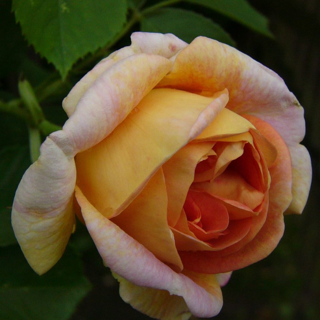 Alchymist – Karin Schade – Stauden und Rosen