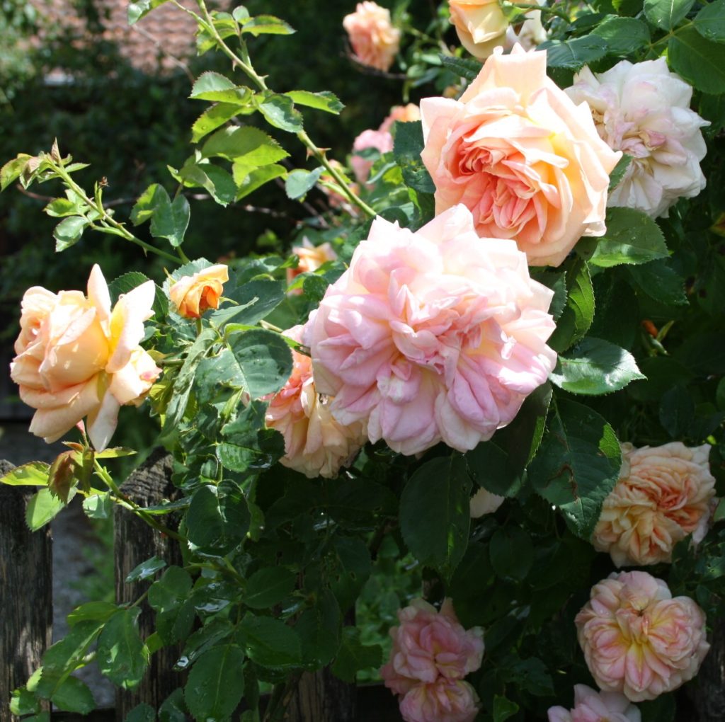 Alchymist – Karin Schade – Stauden und Rosen