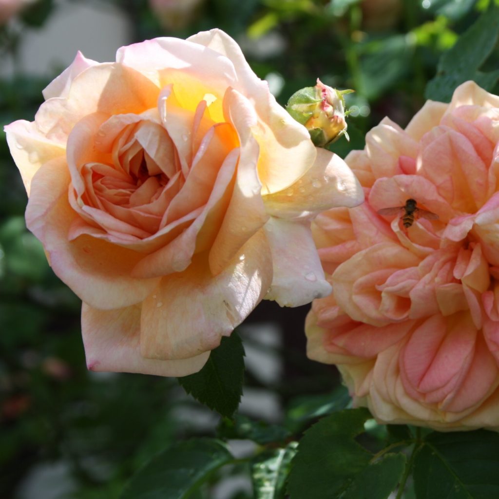 Alchymist – Karin Schade – Stauden und Rosen