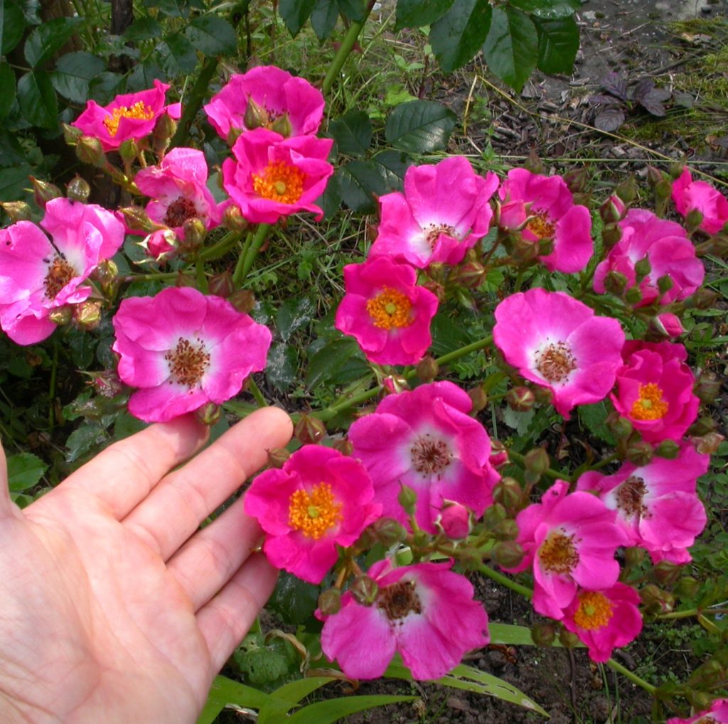American Pillar – Karin Schade – Stauden und Rosen