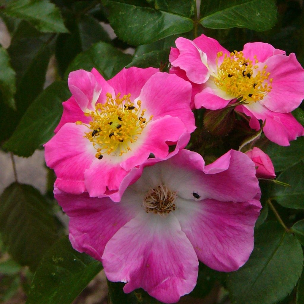 American Pillar – Karin Schade – Stauden und Rosen
