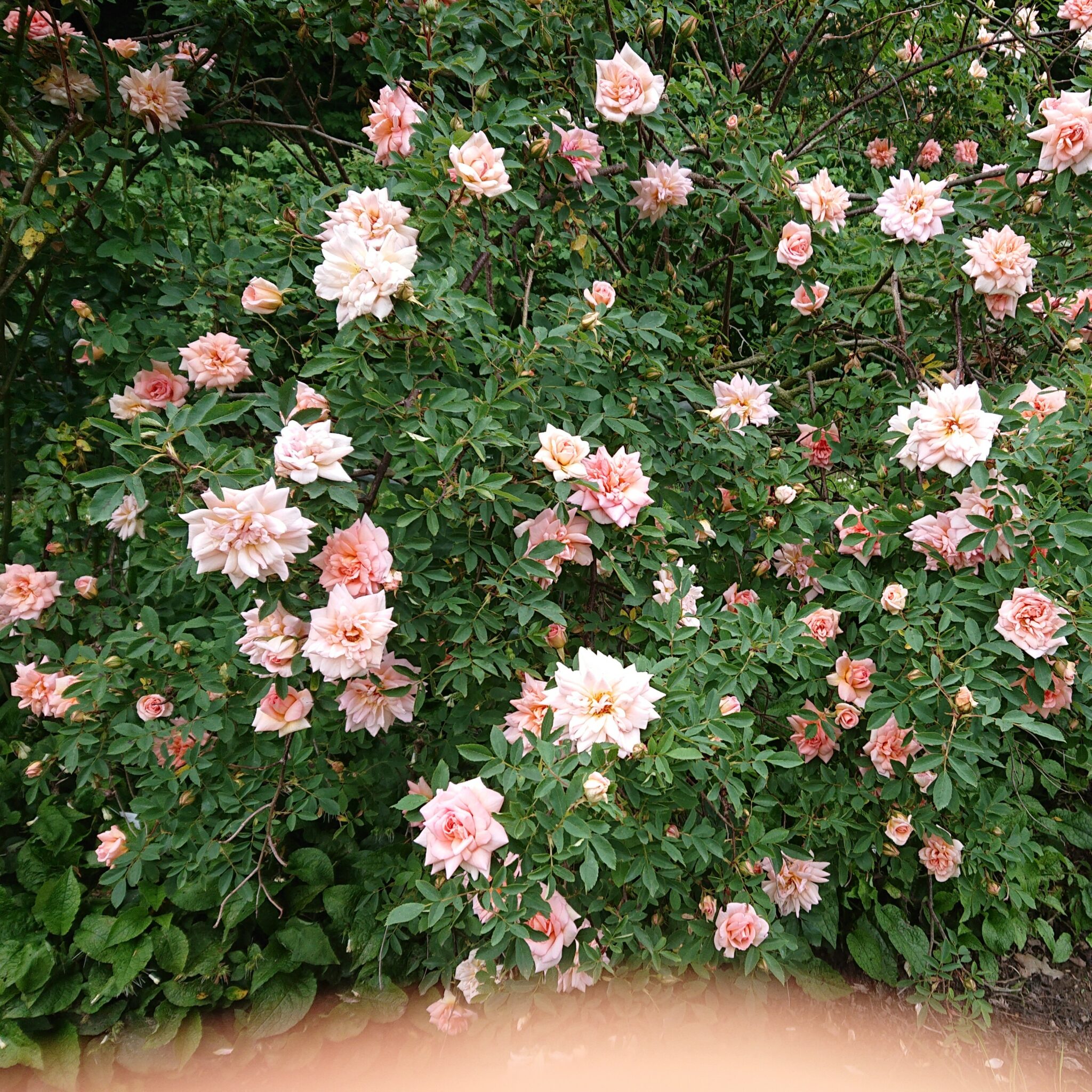 Anja – Karin Schade – Stauden und Rosen