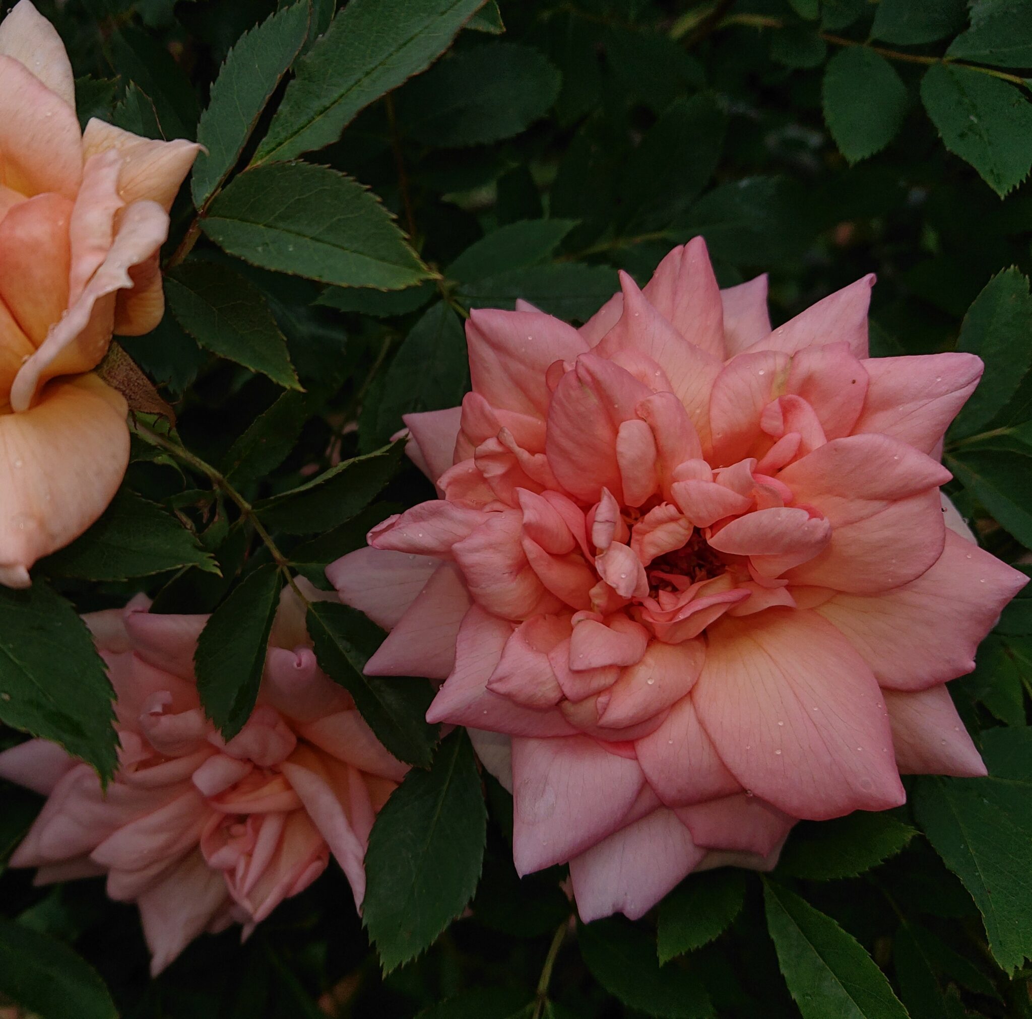 Anja – Karin Schade – Stauden und Rosen