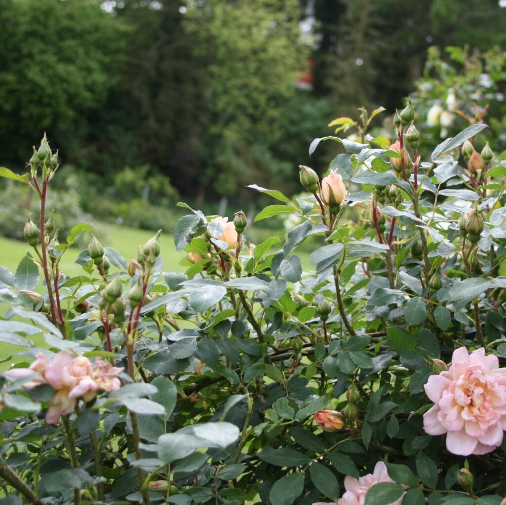 Anja – Karin Schade – Stauden und Rosen
