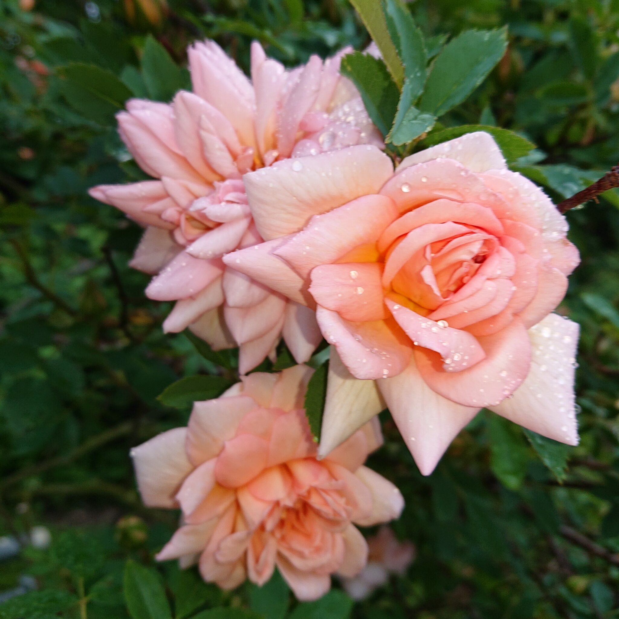 Anja – Karin Schade – Stauden und Rosen