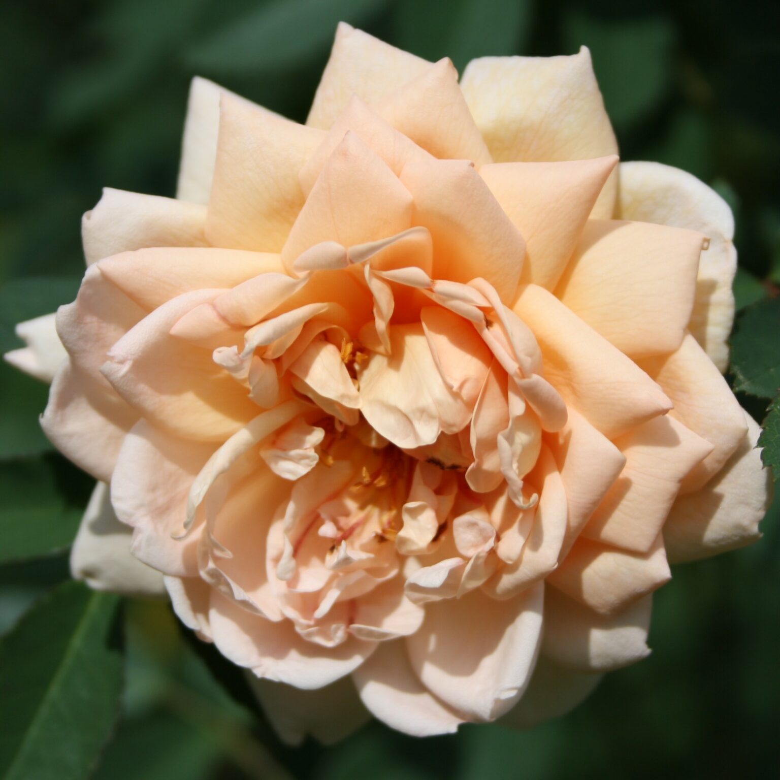 Anja – Karin Schade – Stauden und Rosen