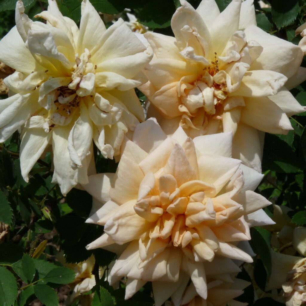 Anja – Karin Schade – Stauden und Rosen