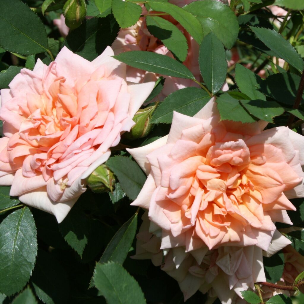 Anja – Karin Schade – Stauden und Rosen