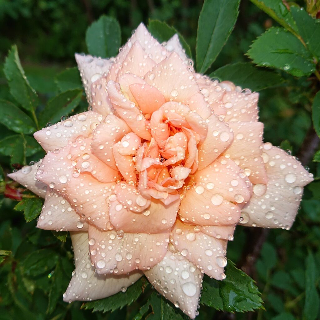 Anja – Karin Schade – Stauden und Rosen