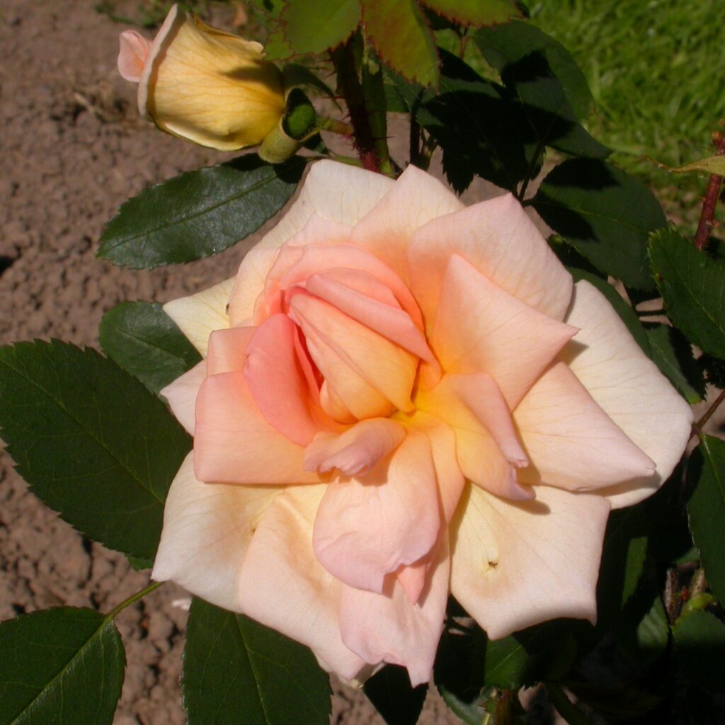 Anja – Karin Schade – Stauden und Rosen