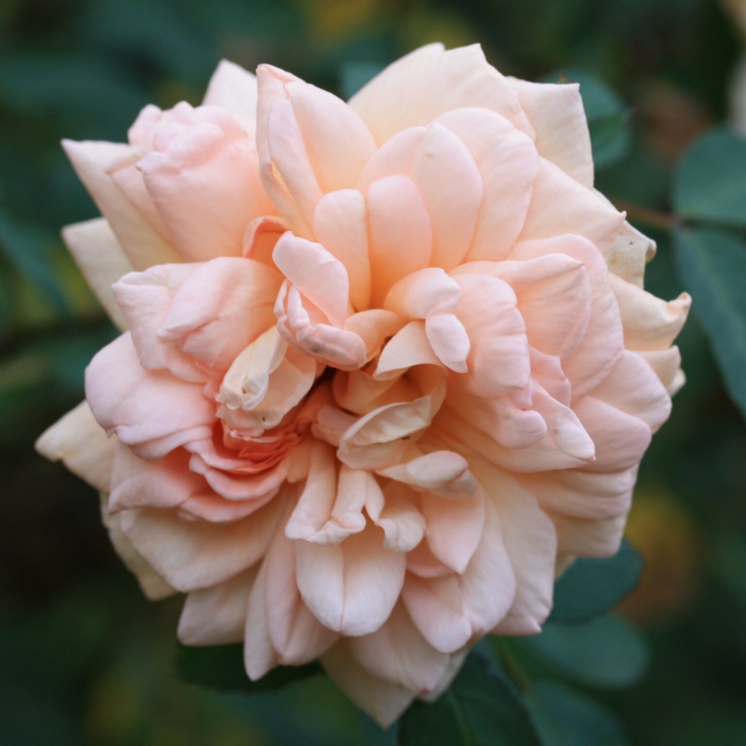 Anja – Karin Schade – Stauden und Rosen