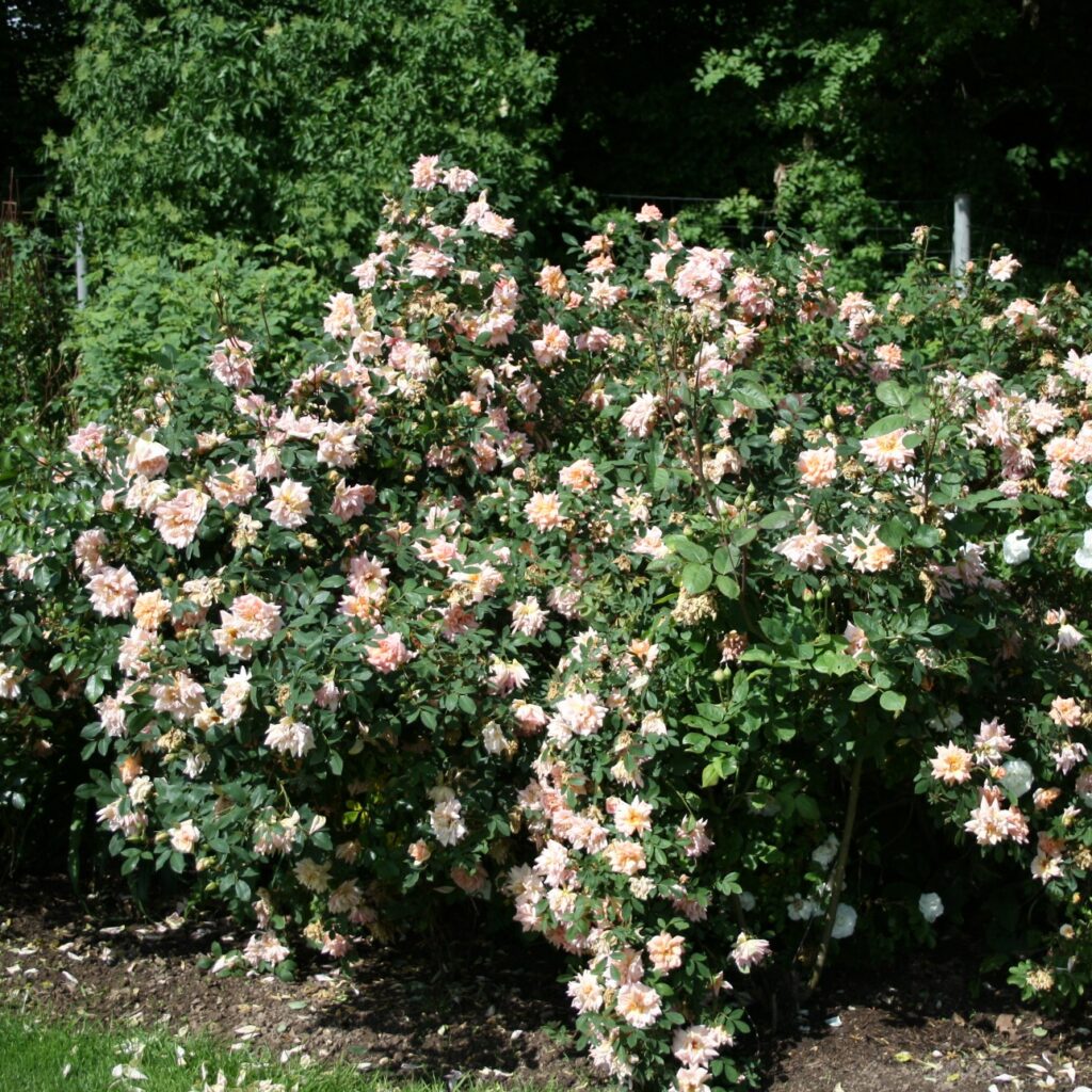 Anja – Karin Schade – Stauden und Rosen