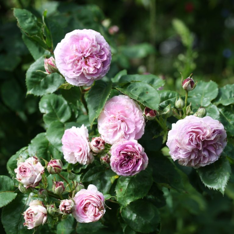 Blue Tango – Karin Schade – Stauden und Rosen