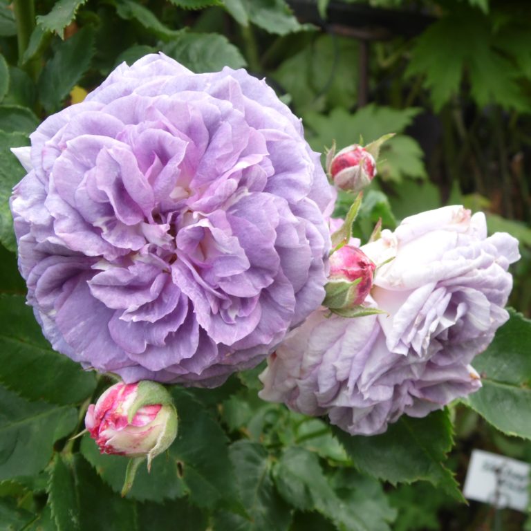 Blue Tango – Karin Schade – Stauden und Rosen