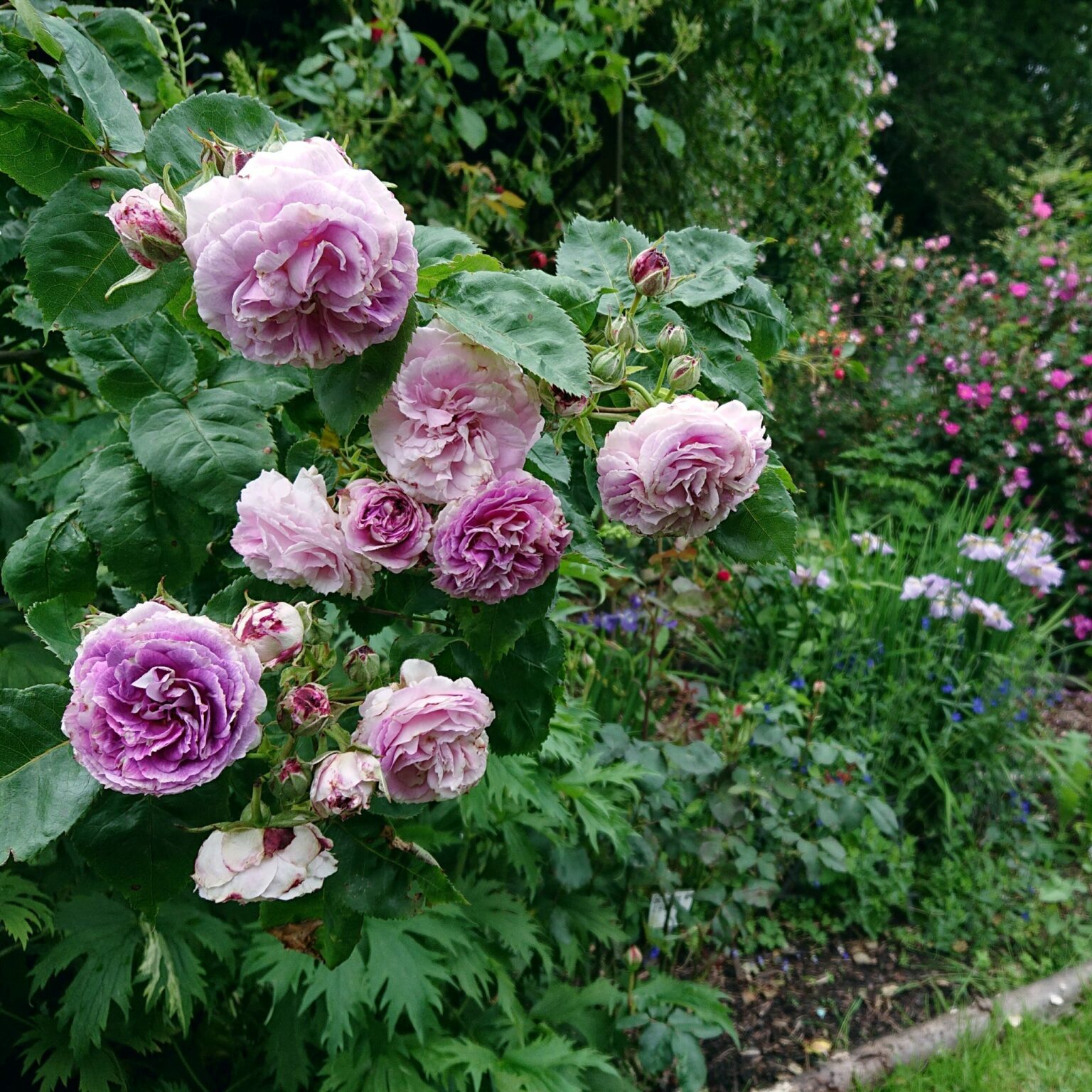 Blue Tango – Karin Schade – Stauden und Rosen