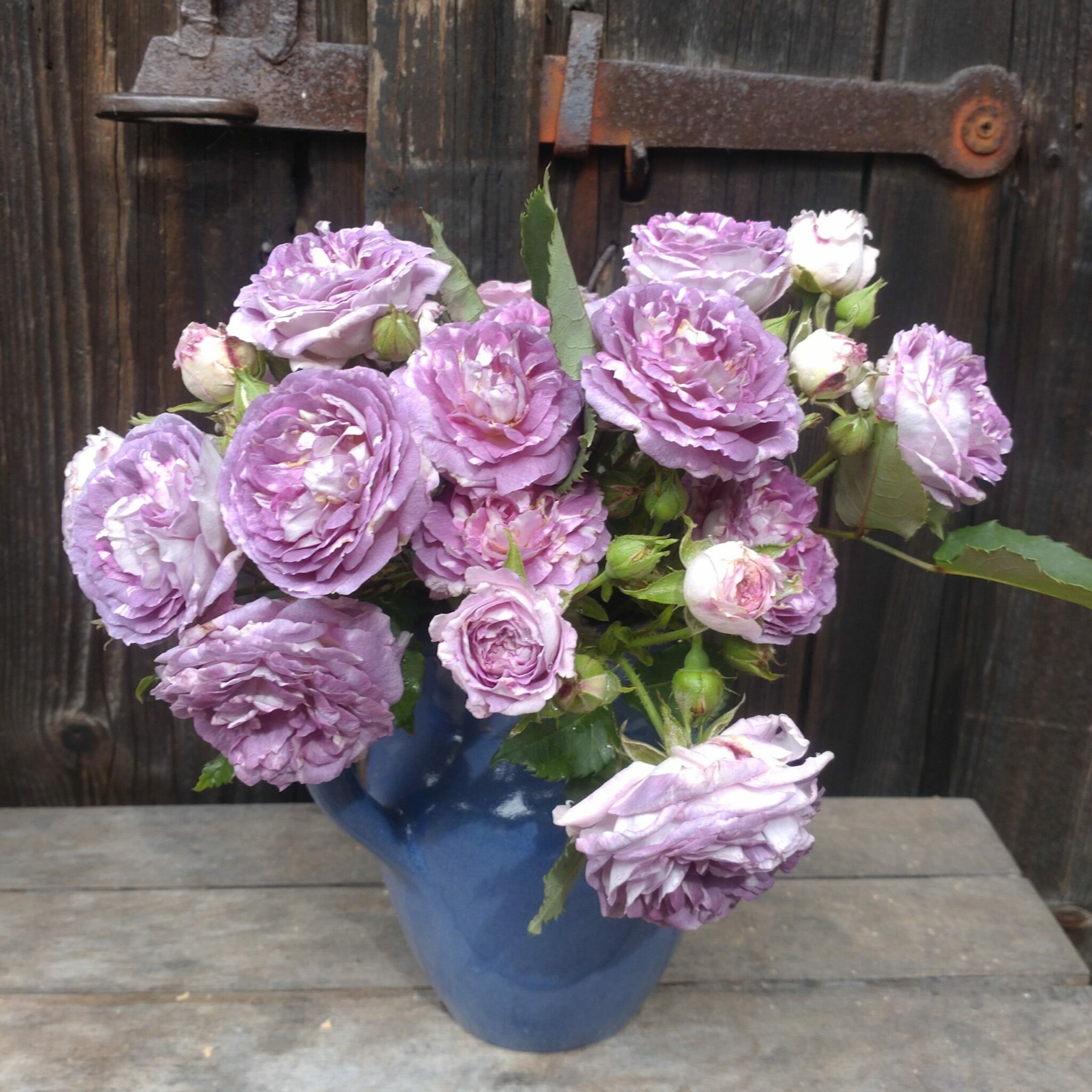 Blue Tango – Karin Schade – Stauden und Rosen