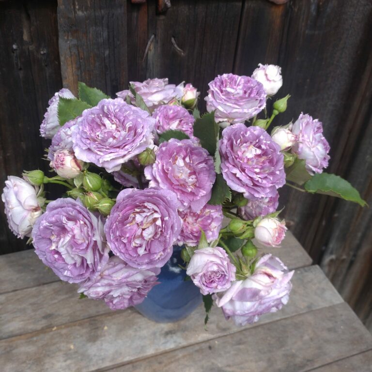 Blue Tango – Karin Schade – Stauden und Rosen