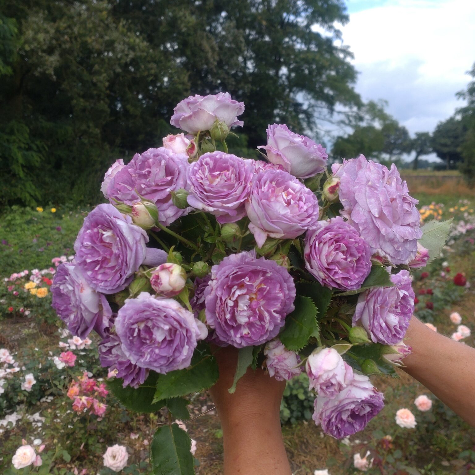 Blue Tango – Karin Schade – Stauden und Rosen