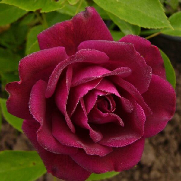 Burgundy Iceberg | GrönlooF - Rosen- & Hemerocallisverkauf