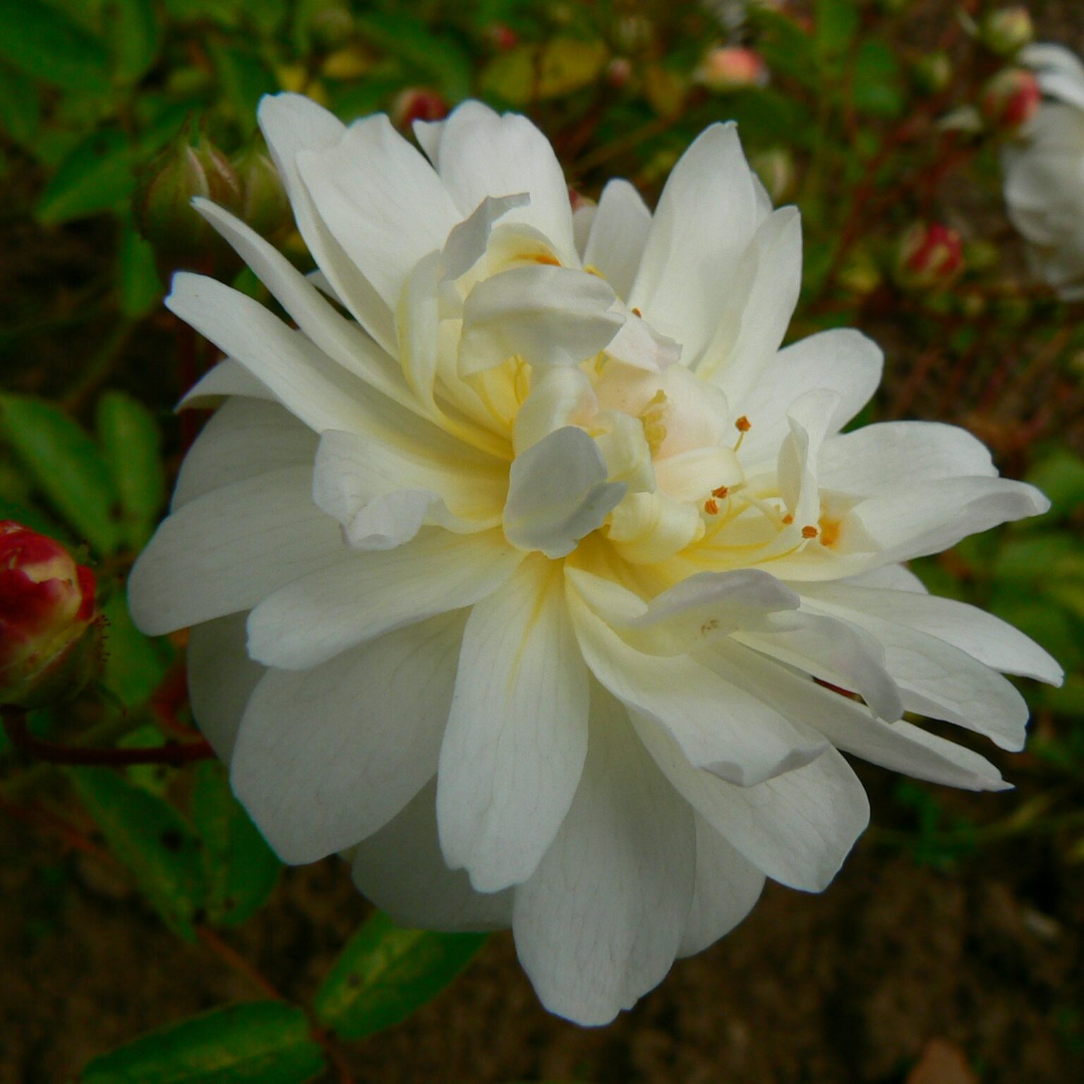 Callis – Karin Schade – Stauden und Rosen