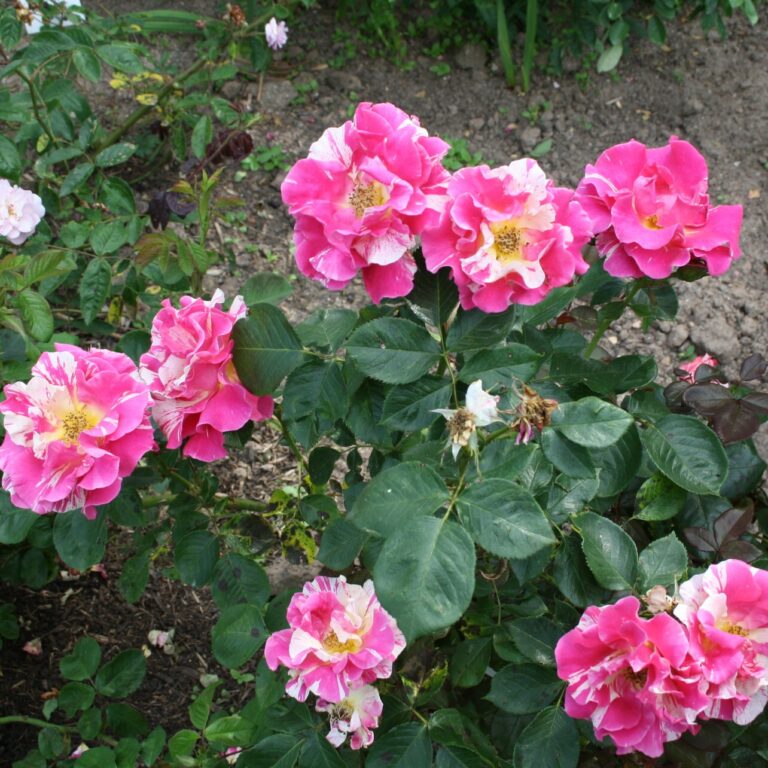 Candy Land – Karin Schade – Stauden und Rosen