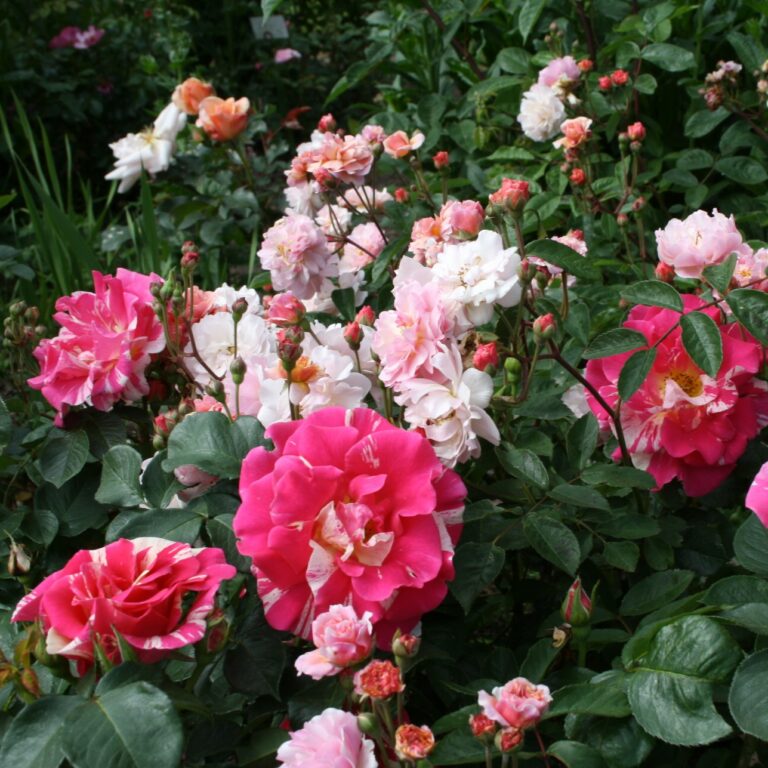 Candy Land – Karin Schade – Stauden und Rosen