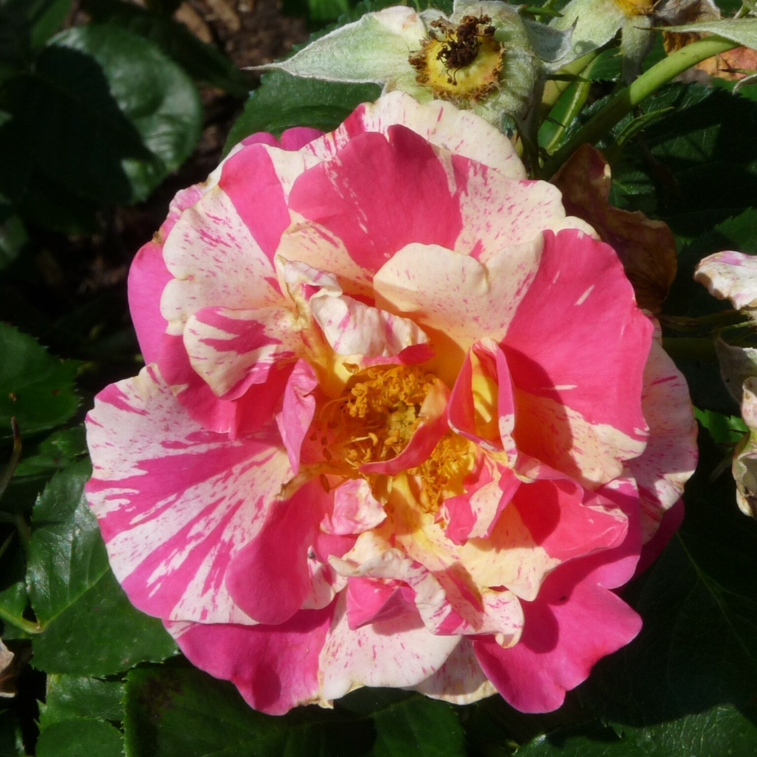 Candy Land – Karin Schade – Stauden und Rosen