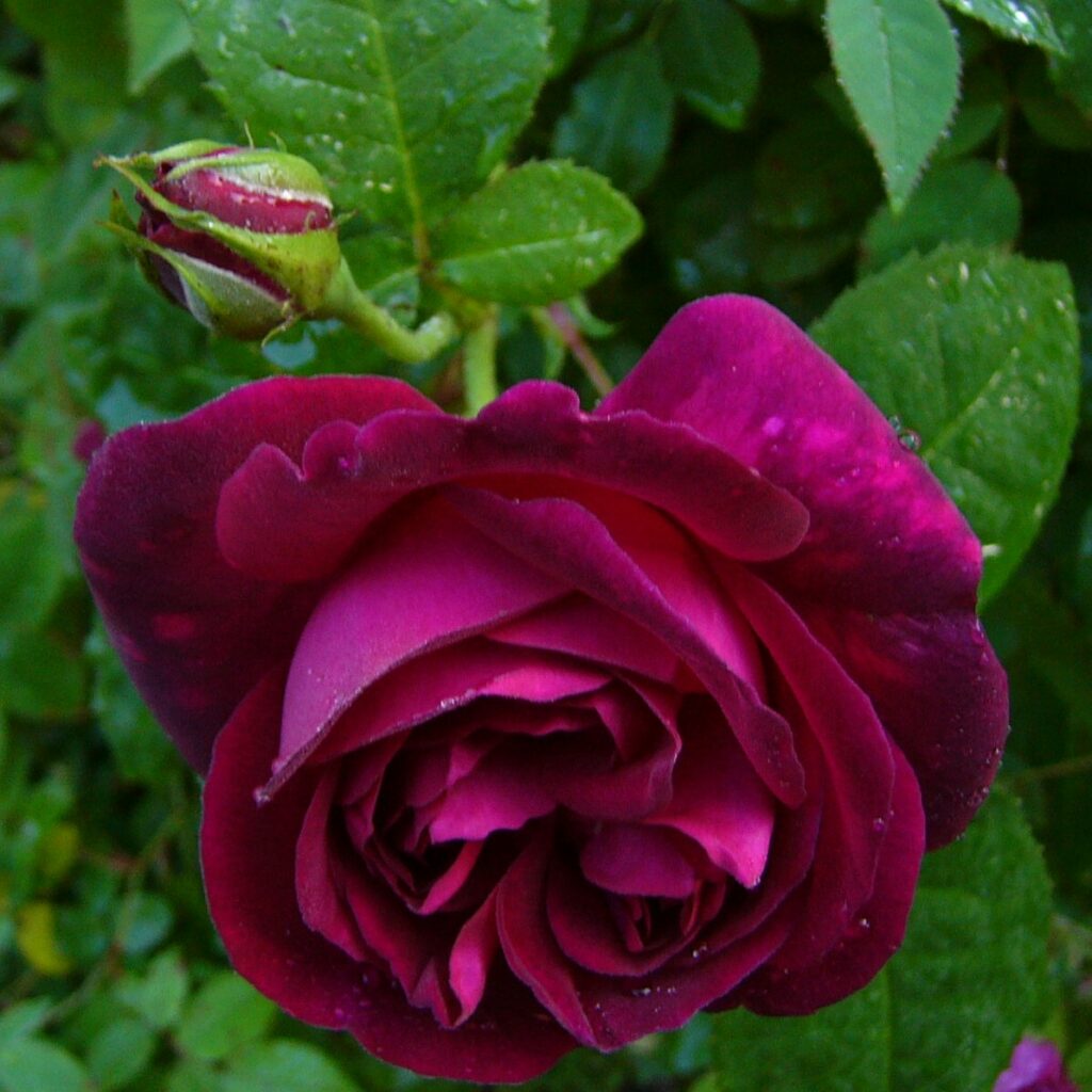 Chianti – Karin Schade – Stauden und Rosen