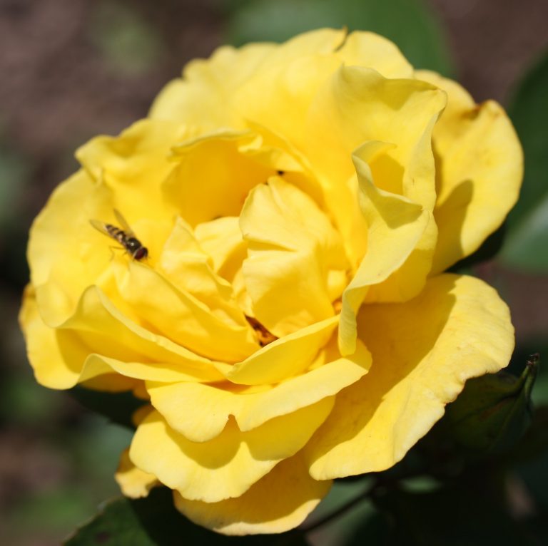 Rosen – Seite 5 – Karin Schade – Stauden und Rosen