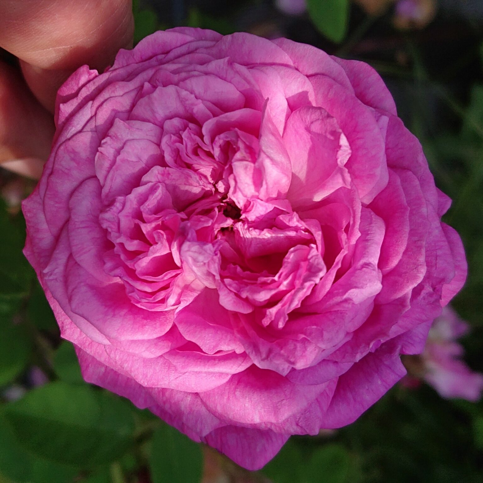 Josephine Ritter – Karin Schade – Stauden und Rosen