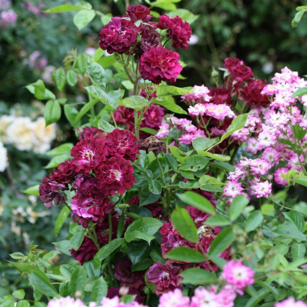 Katies Rose – Karin Schade – Stauden und Rosen