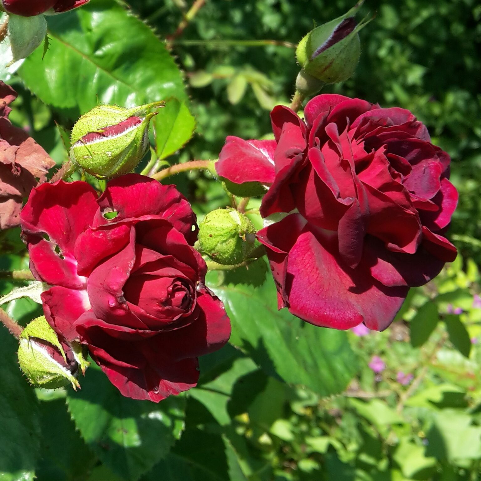 Katies Rose – Karin Schade – Stauden und Rosen