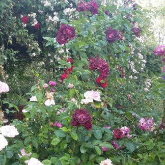 Katies Rose – Karin Schade – Stauden und Rosen