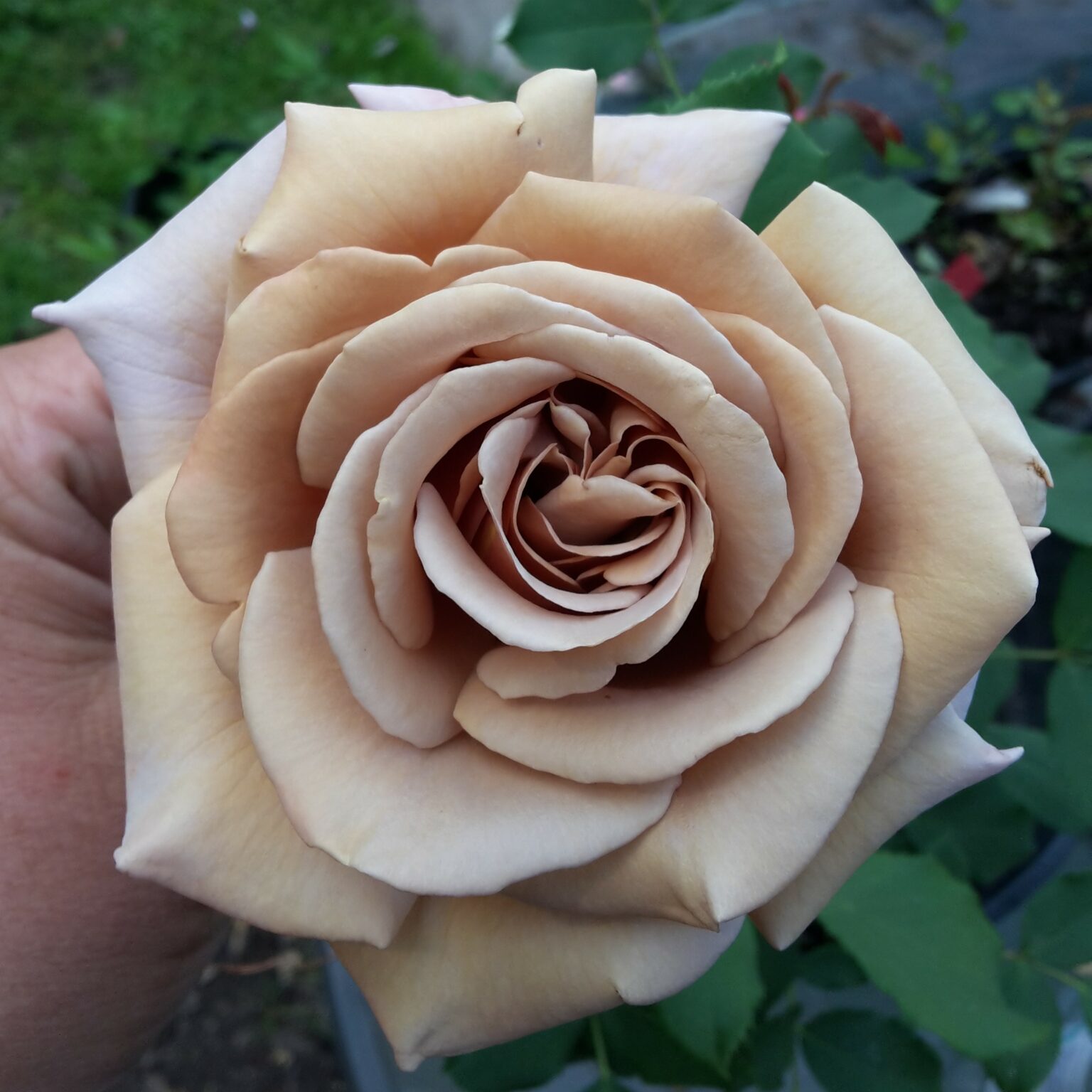 Koko Loco – Karin Schade – Stauden und Rosen