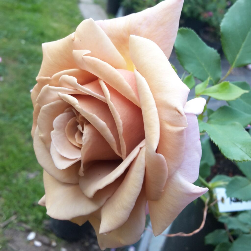 Koko Loco – Karin Schade – Stauden und Rosen