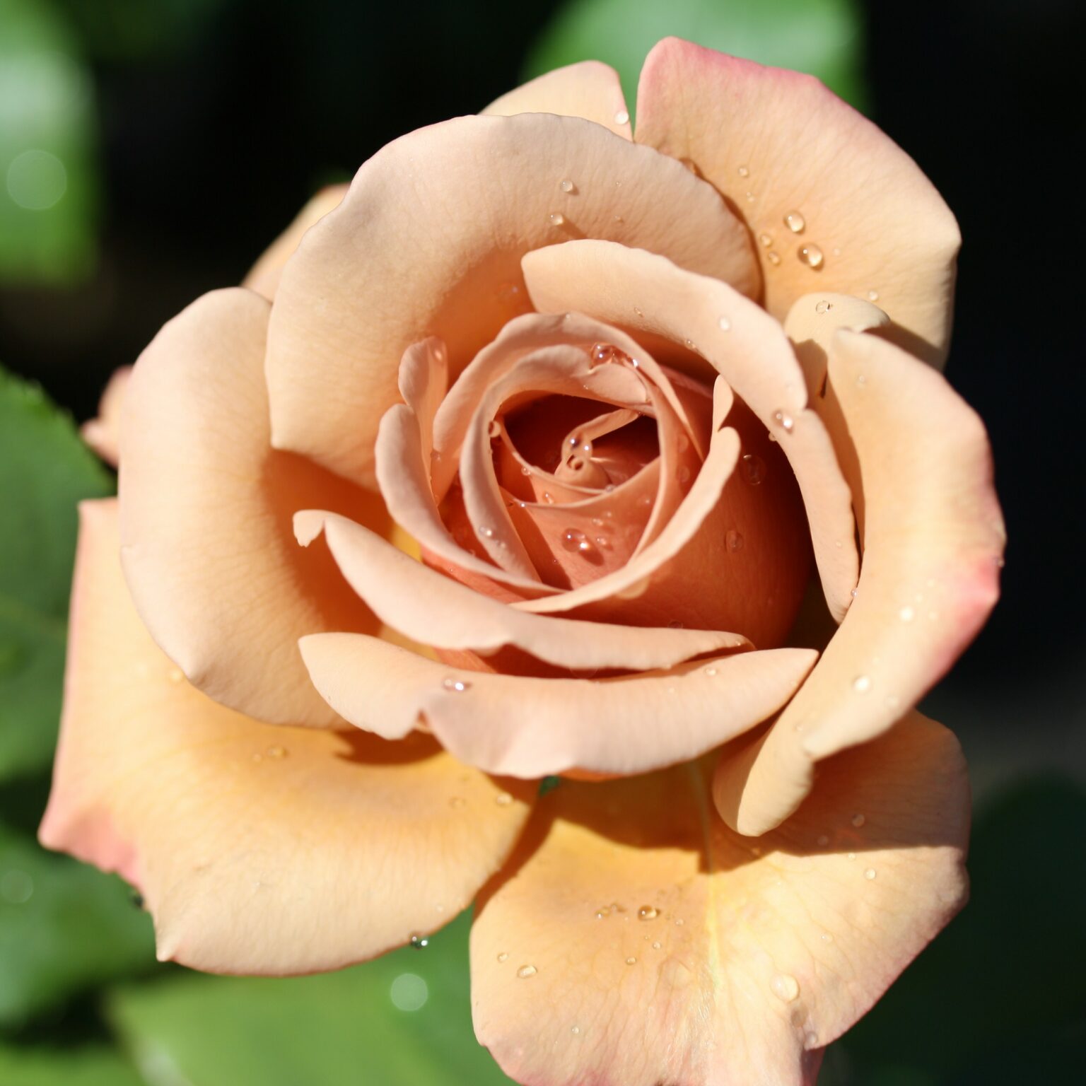 Koko Loco – Karin Schade – Stauden und Rosen