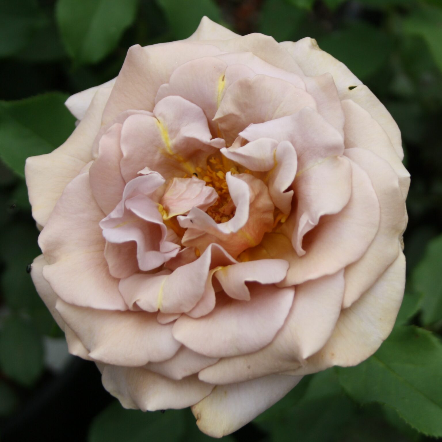 Koko Loco – Karin Schade – Stauden und Rosen