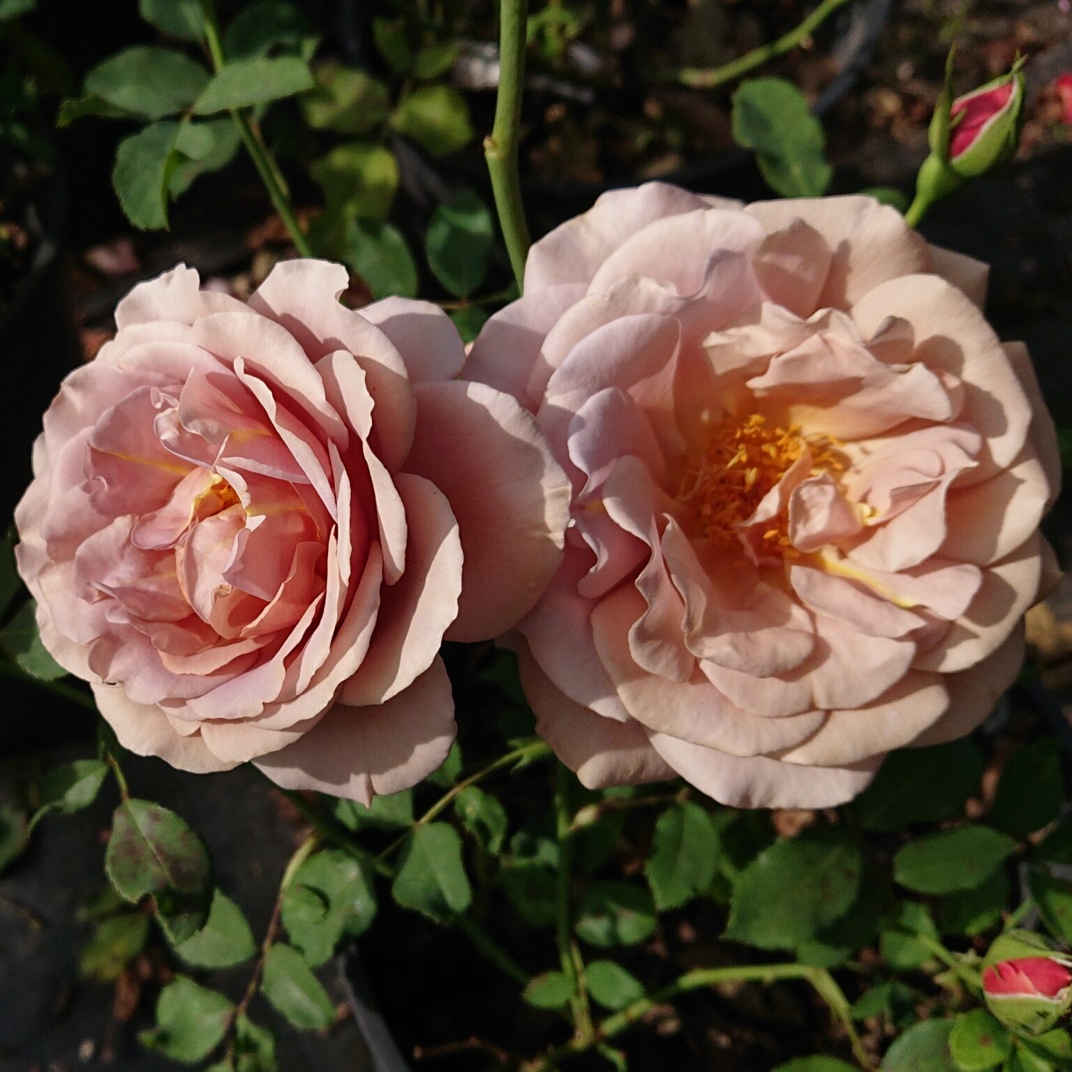 Koko Loco – Karin Schade – Stauden und Rosen