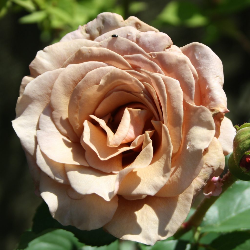 Moka Rose – Karin Schade – Stauden und Rosen