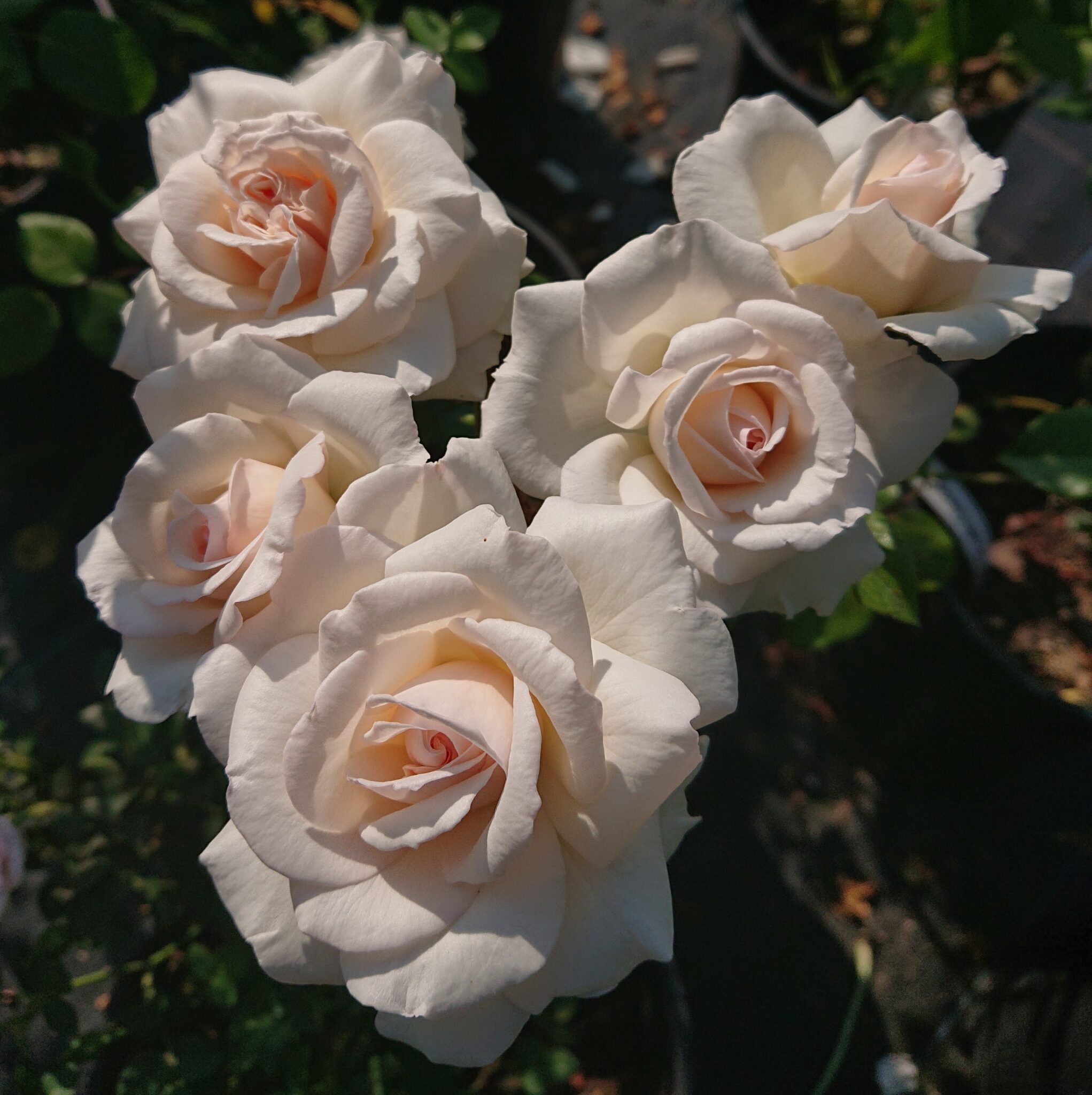 Penny Lane – Karin Schade – Stauden und Rosen