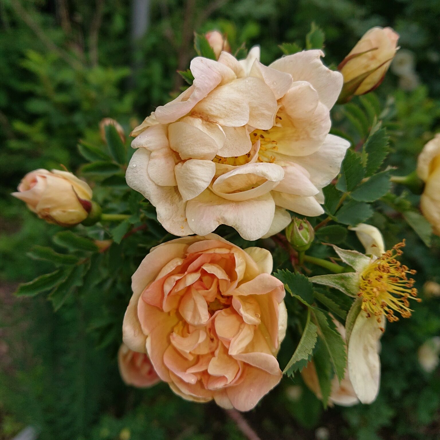 Prairie Peace – Karin Schade – Stauden und Rosen