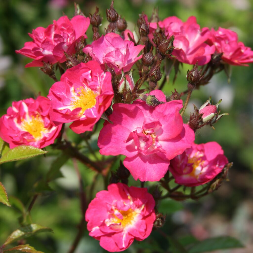 Robin Hood – Karin Schade – Stauden und Rosen