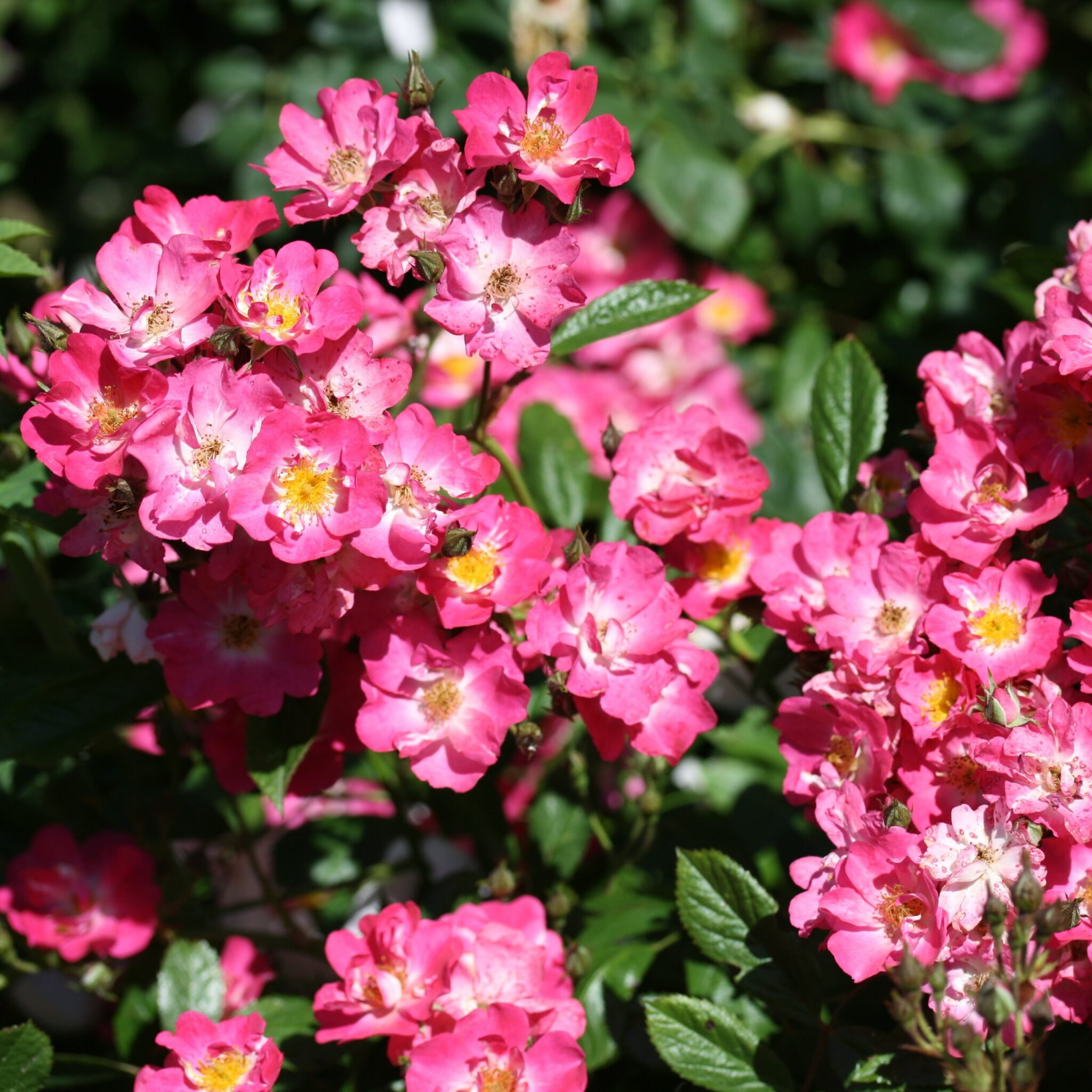 Robin Hood – Karin Schade – Stauden und Rosen