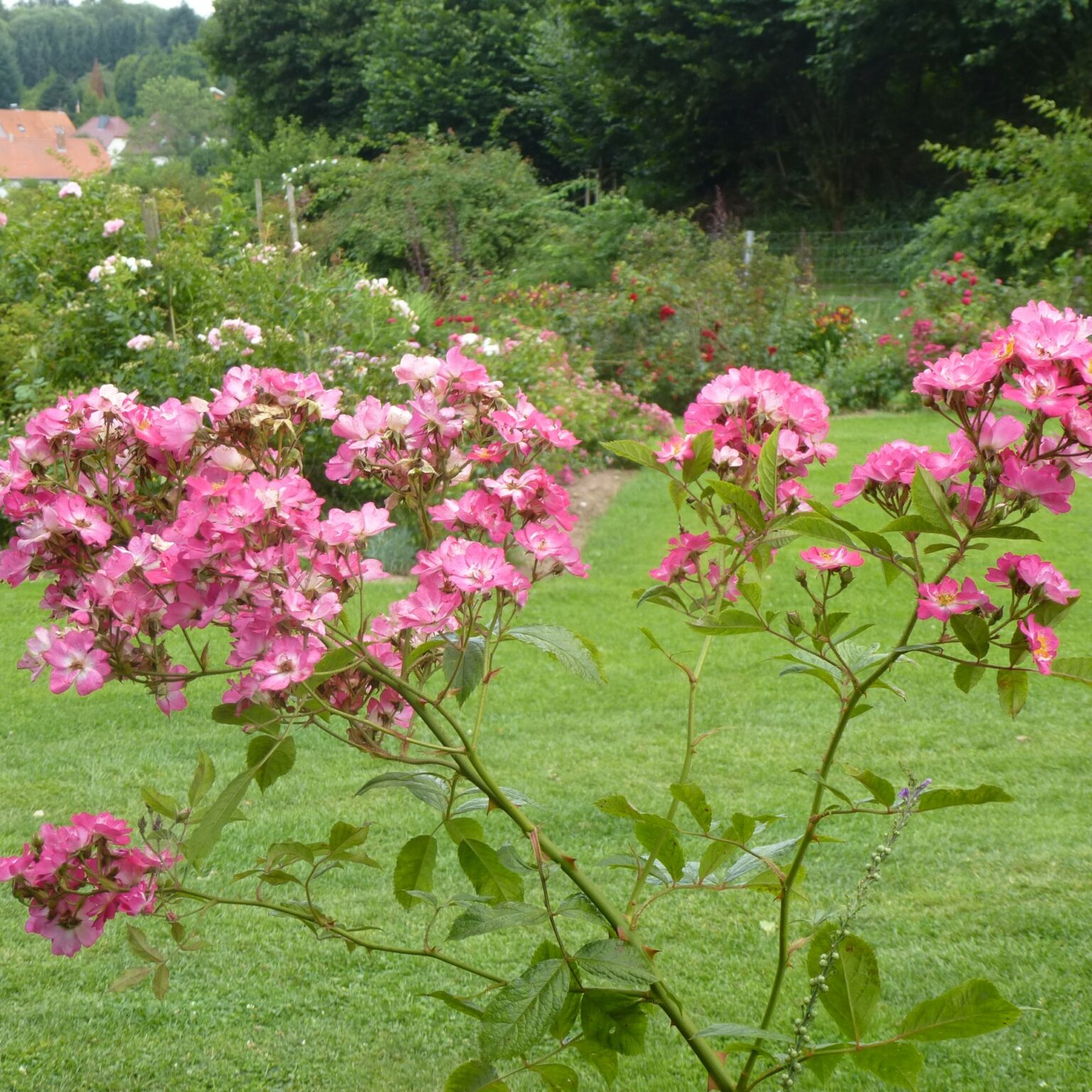 Robin Hood – Karin Schade – Stauden und Rosen