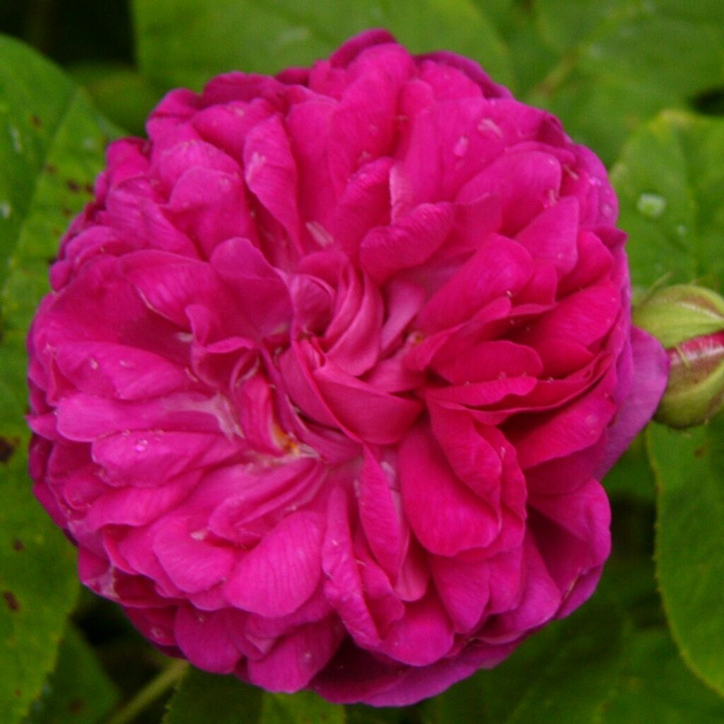 Rose de Resht – Karin Schade – Stauden und Rosen