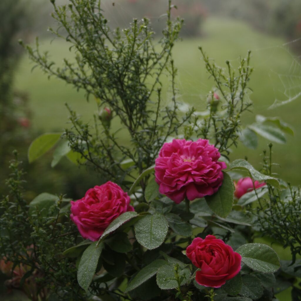 Rose de Resht – Karin Schade – Stauden und Rosen