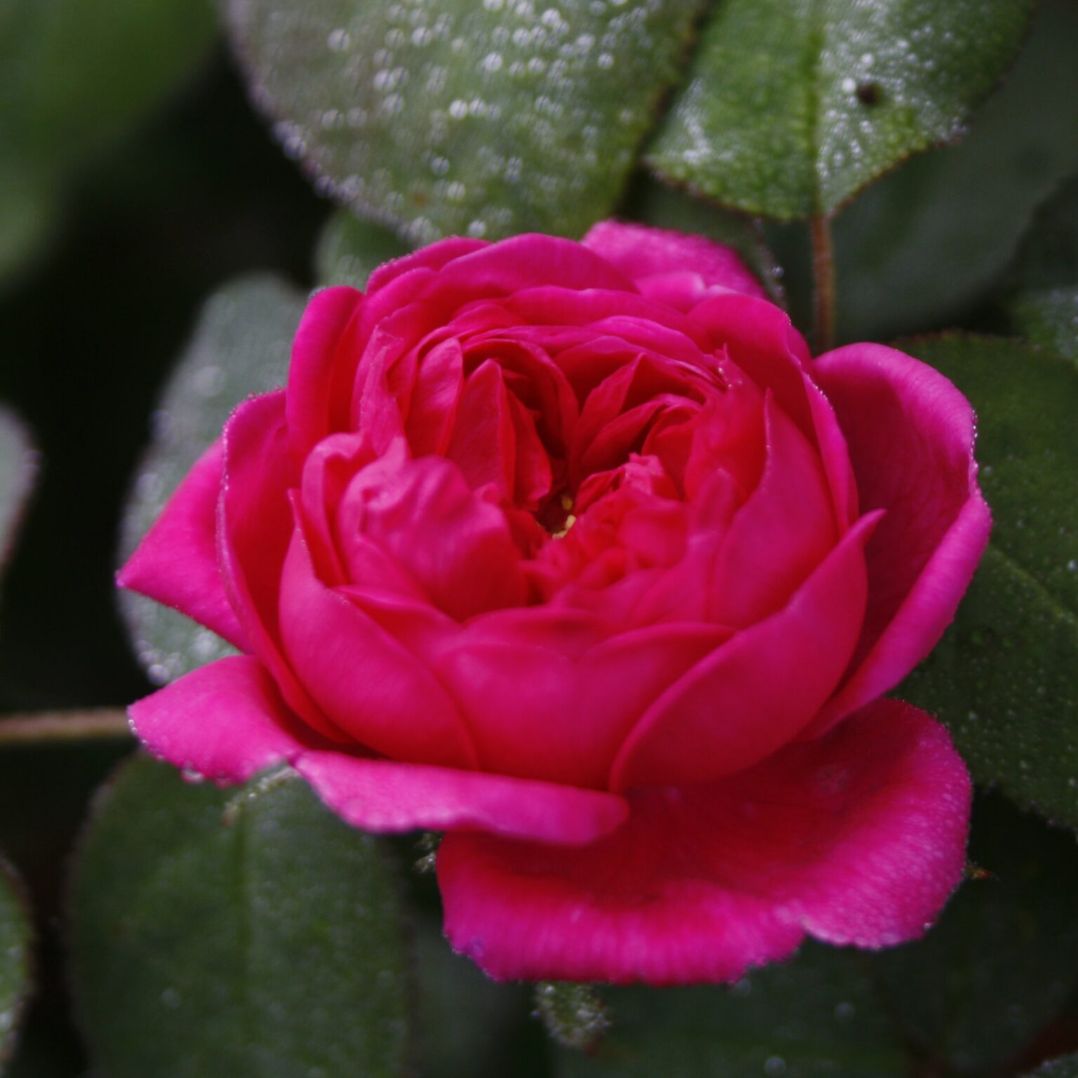 Rose de Resht – Karin Schade – Stauden und Rosen