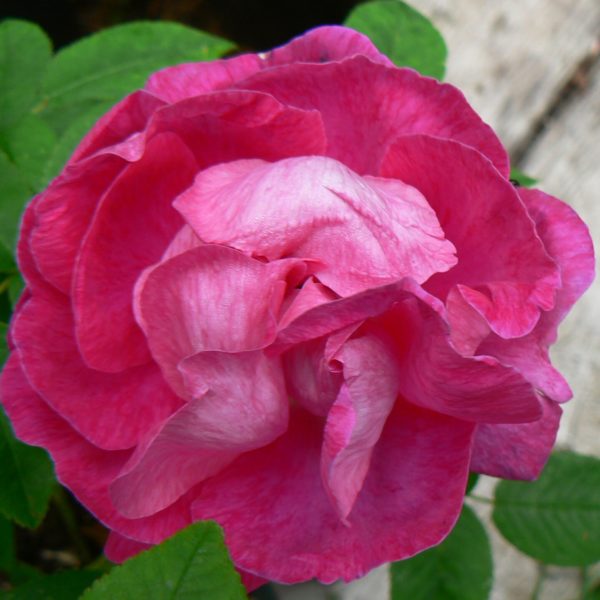 Rosarot gefüllt | GrönlooF - Rosen- & Hemerocallisverkauf