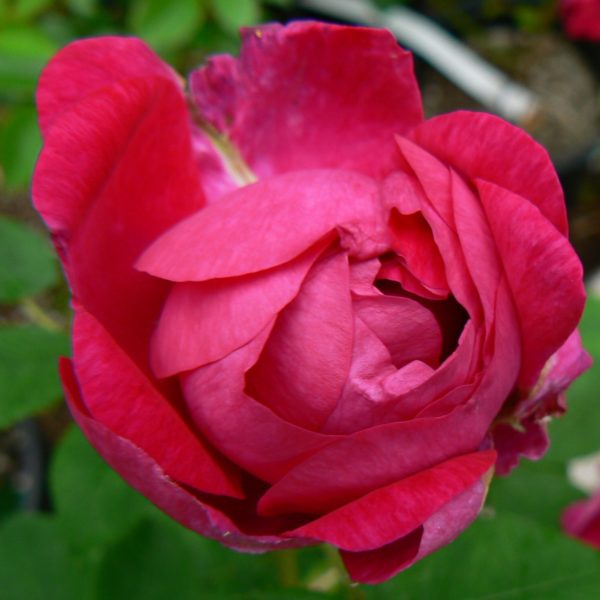 Rosarot gefüllt | GrönlooF - Rosen- & Hemerocallisverkauf